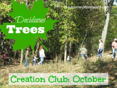 October's Creation Club: Deciduous Trees Nature Study