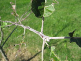 The Study of a Twig - Our Journey Westward