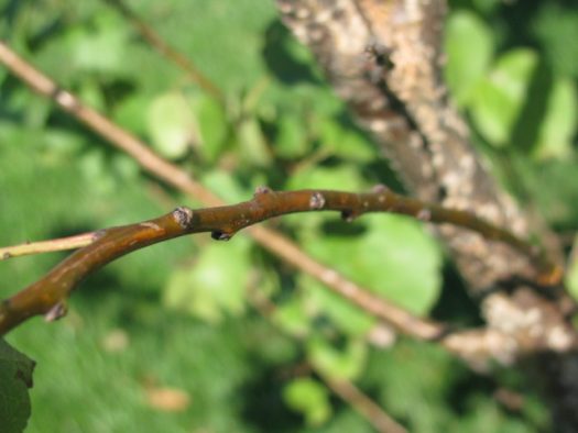 The Study of a Twig - Our Journey Westward