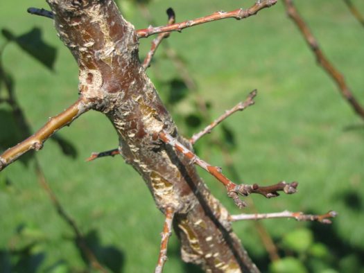 The Study of a Twig - Our Journey Westward