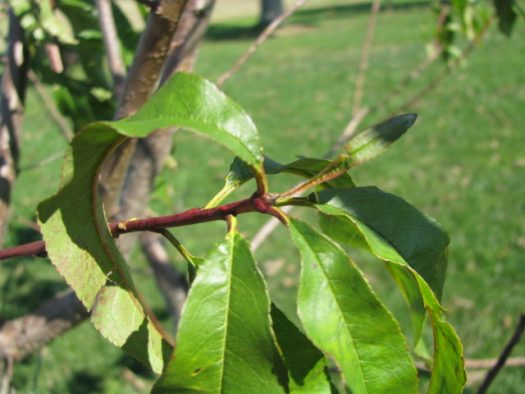 The Study of a Twig - Our Journey Westward