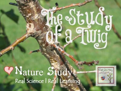 The Study of a Twig - Our Journey Westward