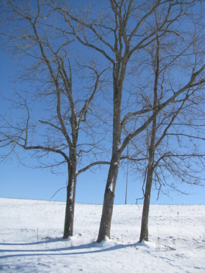 Nature Study in the Winter - Our Journey Westward
