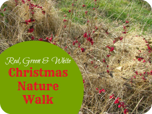 Christmas Nature Study: A Red, Green and White Walk - Our Journey Westward