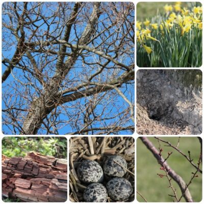 Early Spring Nature Study - Our Journey Westward