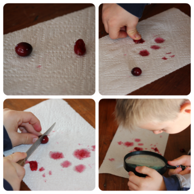 6 Simple Cranberry Science Experiments for Kids with Literature Connections