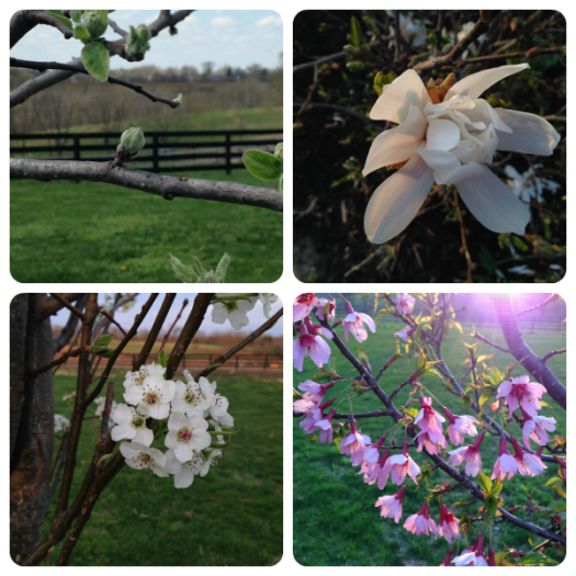 A Nature Study Photography Project For Any Age