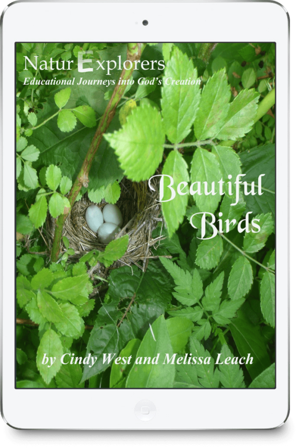 Bird Nature Study - Science Curriculum