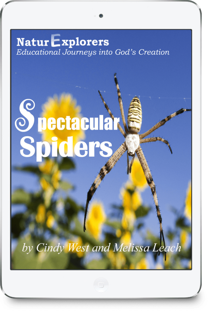 Spider Nature Study: Homeschool Science Curriculum