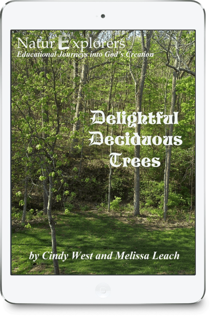 Tree Nature Study - Seasonal Science for Homeschoolers