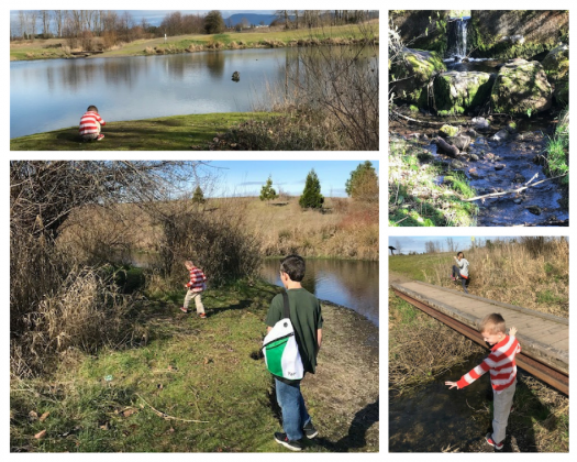 Discovering Pond Habitats: How To Do Nature Study in Real Life