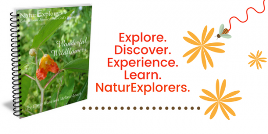 How To Teach an Interest-Based Nature Study with NaturExplorers