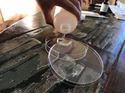 What's Growing in Your Homeschool? Bacteria Science Experiments