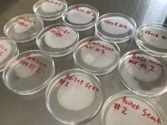 What's Growing in Your Homeschool? Bacteria Science Experiments