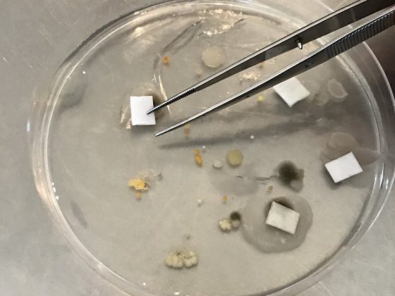 What's Growing in Your Homeschool? Bacteria Science Experiments
