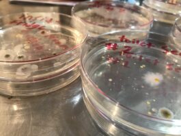 What's Growing in Your Homeschool? Bacteria Science Experiments