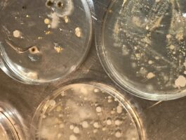 What's Growing in Your Homeschool? Bacteria Science Experiments