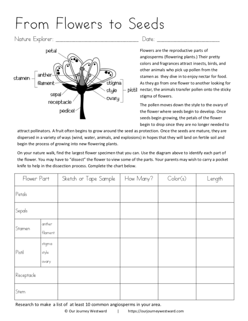 Easy Nature Walks: Printable Science Labs for Kids