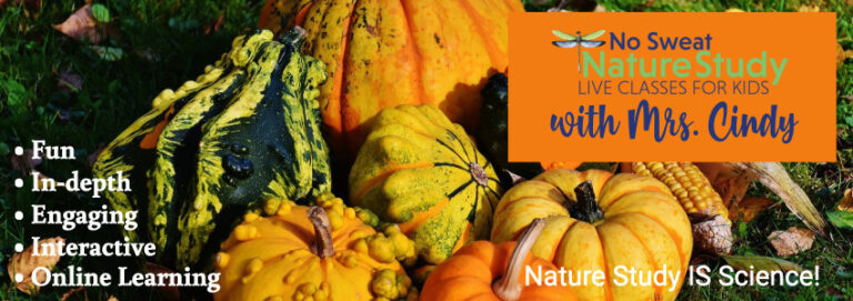Pumpkin School: Math and Science Activities for Autumn - Our Journey ...