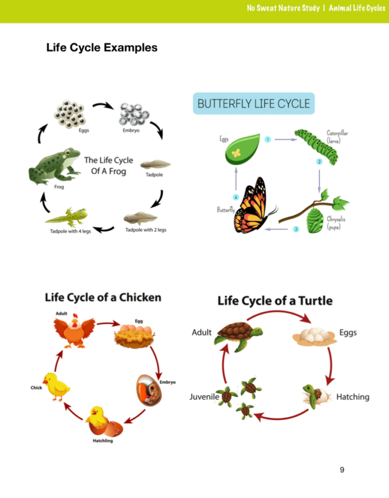 Animal Life Cycles Curriculum - No Sweat Nature Study