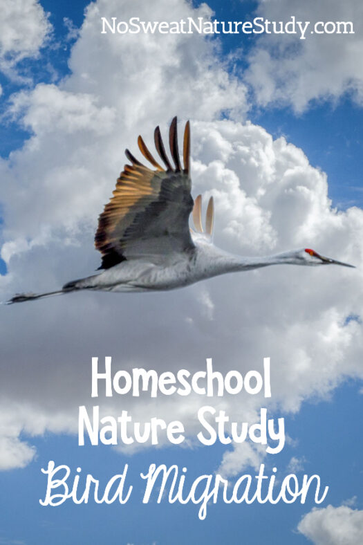 Homeschool Nature Study: Bird Migration