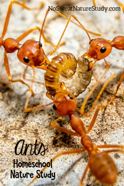 Homeschool Nature Study: Ants