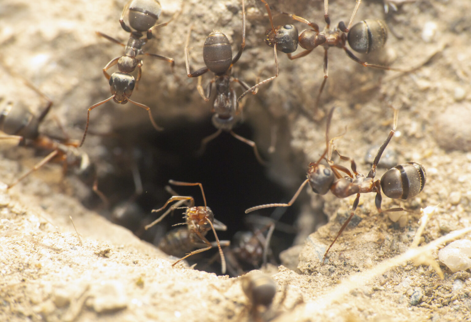 Homeschool Nature Study: Ants