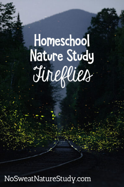 Homeschool Nature Study: Fireflies
