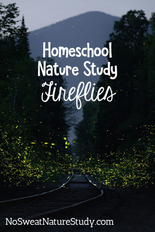 Homeschool Nature Study: Fireflies