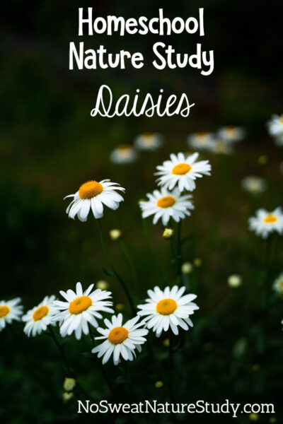 Homeschool Nature Study: Daisies