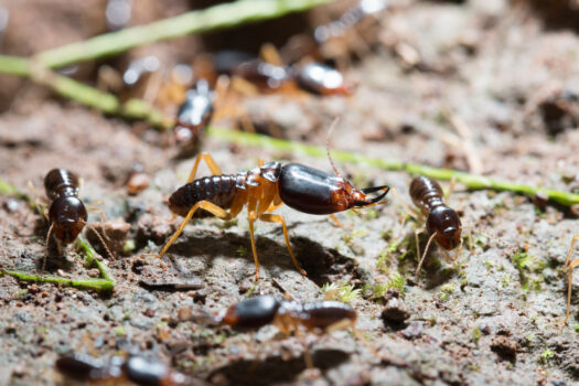 Homeschool Nature Study: Life Under Rocks