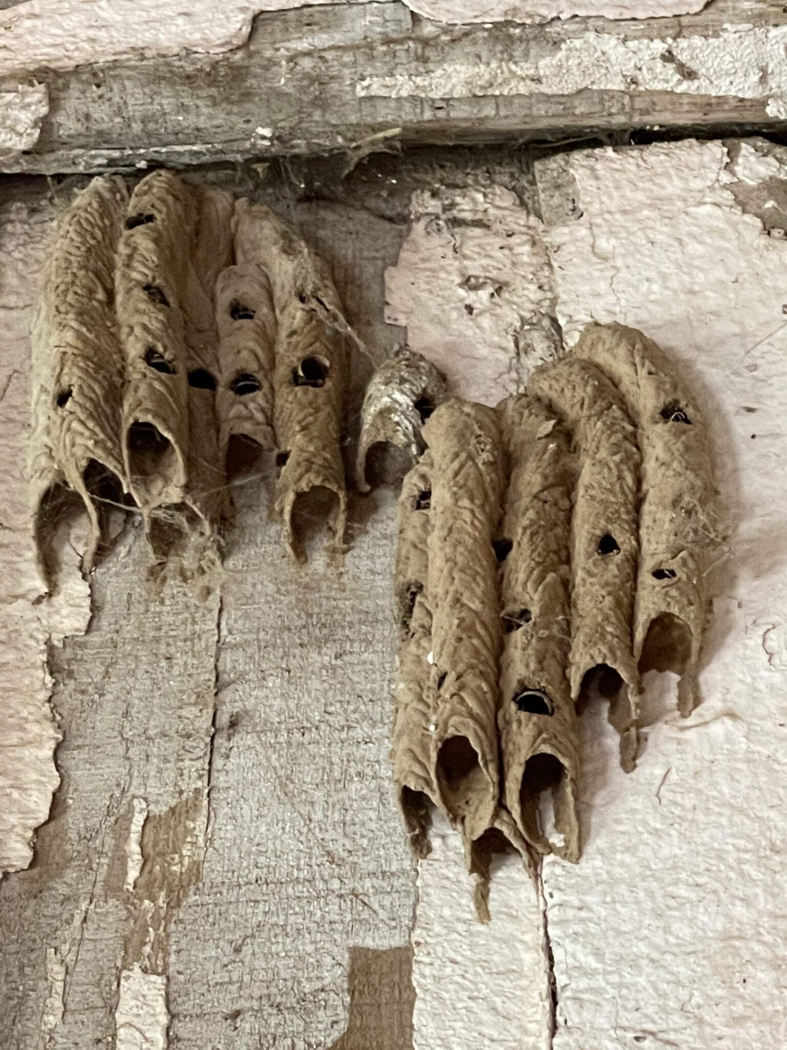 Homeschool Nature Study: Mud Daubers
