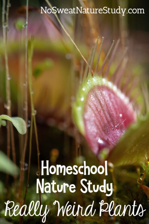 Homeschool Nature Study: Really Weird Plants