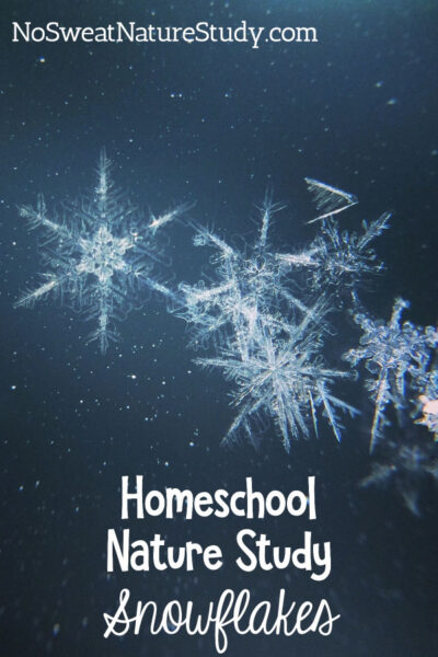 Homeschool Nature Study: Snowflakes