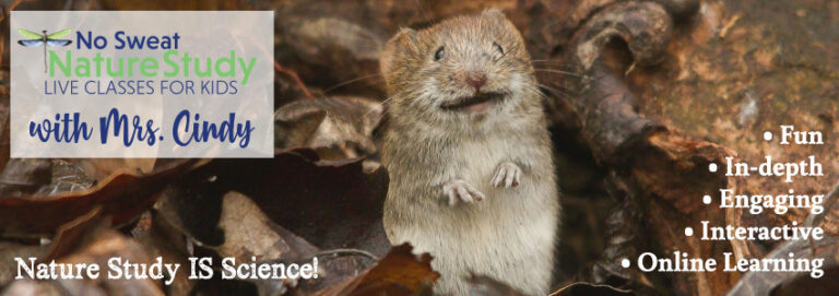 Homeschool Nature Study: Mice