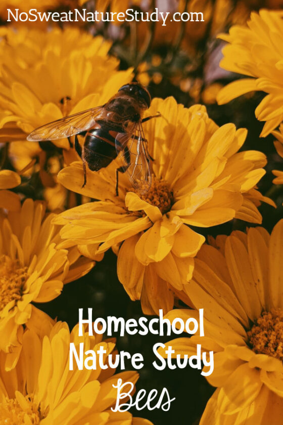 Homeschool Nature Study: Bees