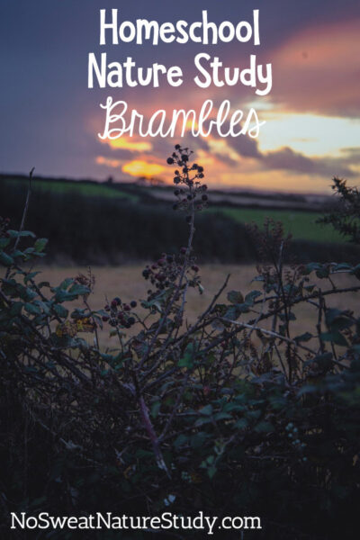 Homeschool Nature Study: Brambles