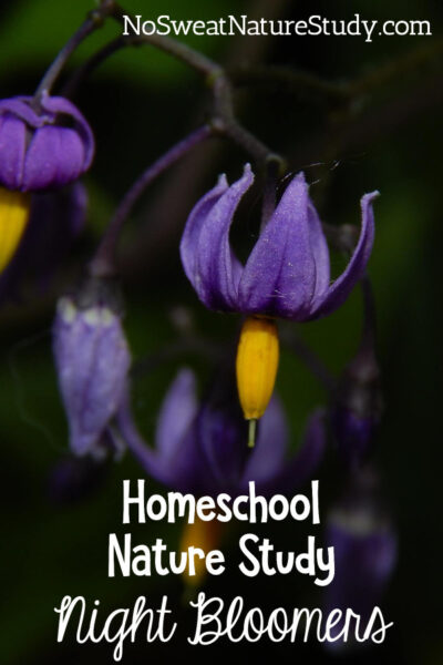 Homeschool Nature Study: Night-Blooming Flowers