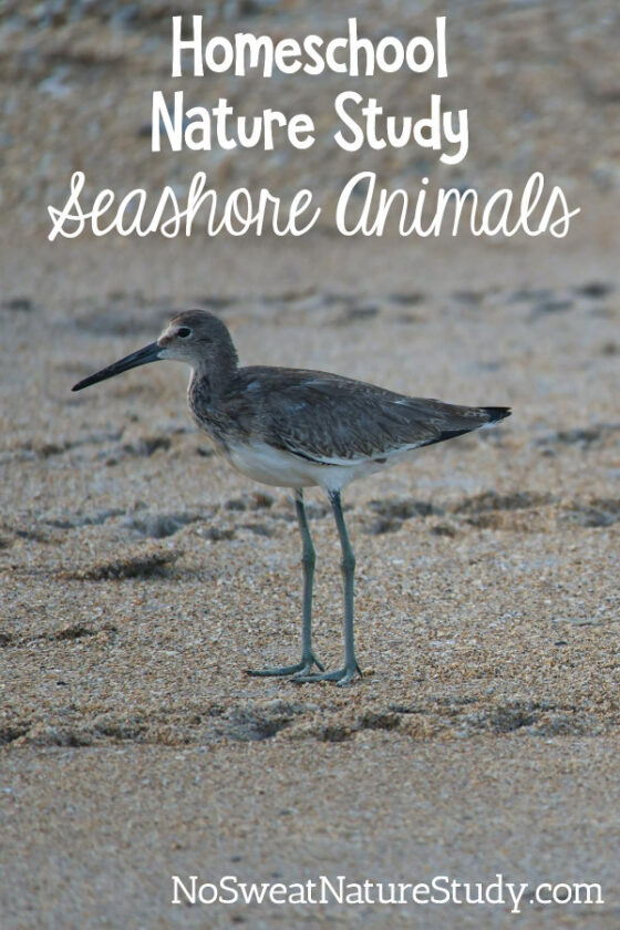 Homeschool Nature Study: Seashore Animals