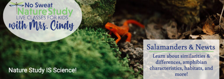 Homeschool Nature Study: Salamanders