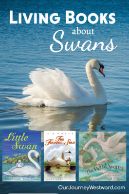 8 Living Books About Swans That Will Inspire You - Our Journey Westward