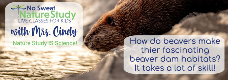 Homeschool Nature Study: Beavers