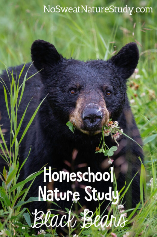 Black Bear Nature Study for Homeschool Families - Our Journey Westward