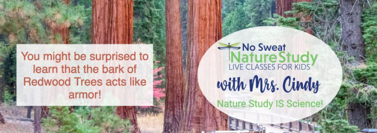 Homeschool Nature Study: Redwood Trees