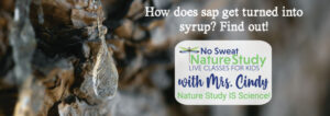 Homeschool Nature Study: Sap into Syrup