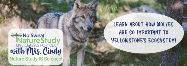 Homeschool Nature Study: Yellowstone's Wolves