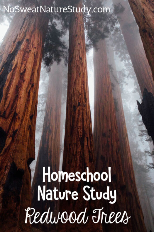 Homeschool Nature Study: Redwood Trees