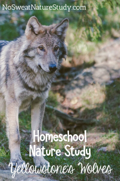 Homeschool Nature Study: Yellowstone's Wolves