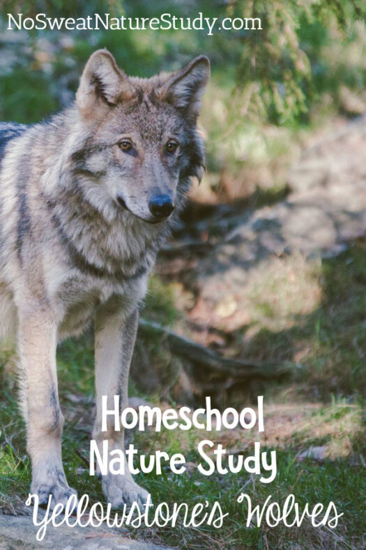 Homeschool Nature Study: Yellowstone's Wolves