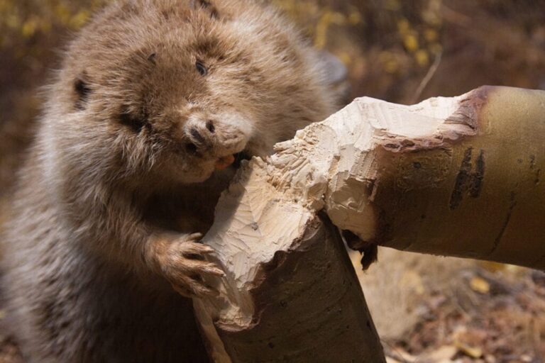 Homeschool Nature Study: Beavers